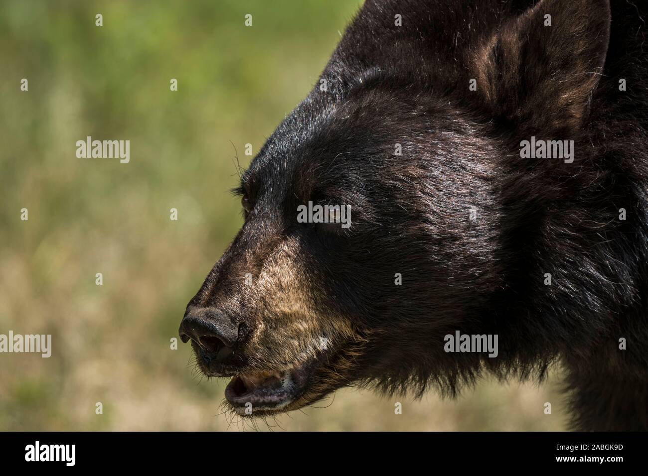 Black Bear portrait. Bear is looking to the left Stock Photo - Alamy