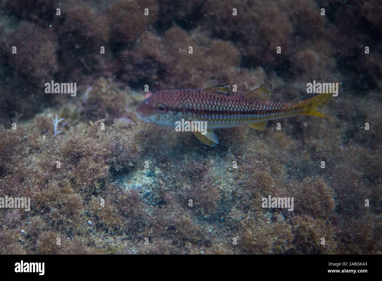 Striped red mullet Stock Photo - Alamy
