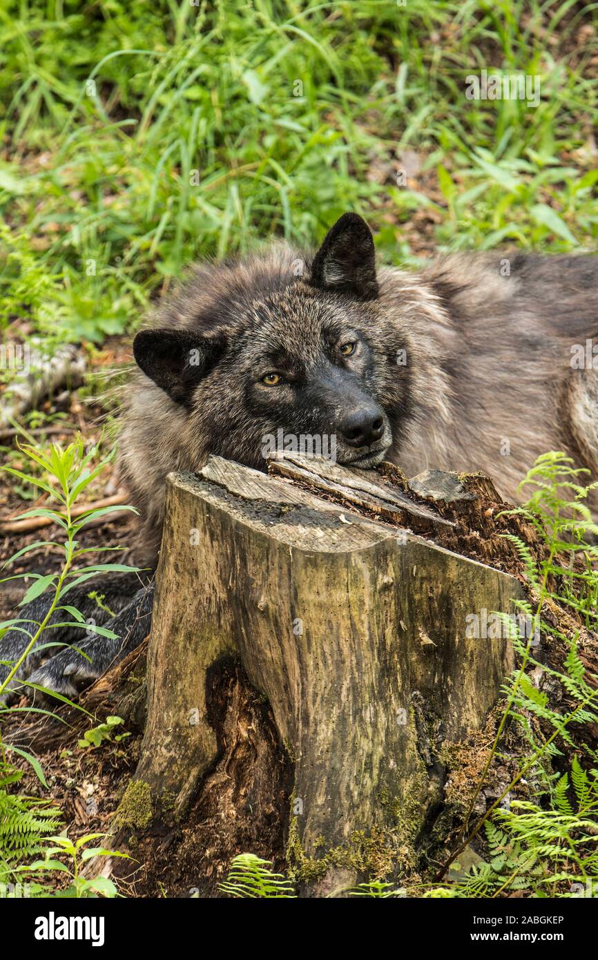 Black timber wolf hi-res stock photography and images - Alamy