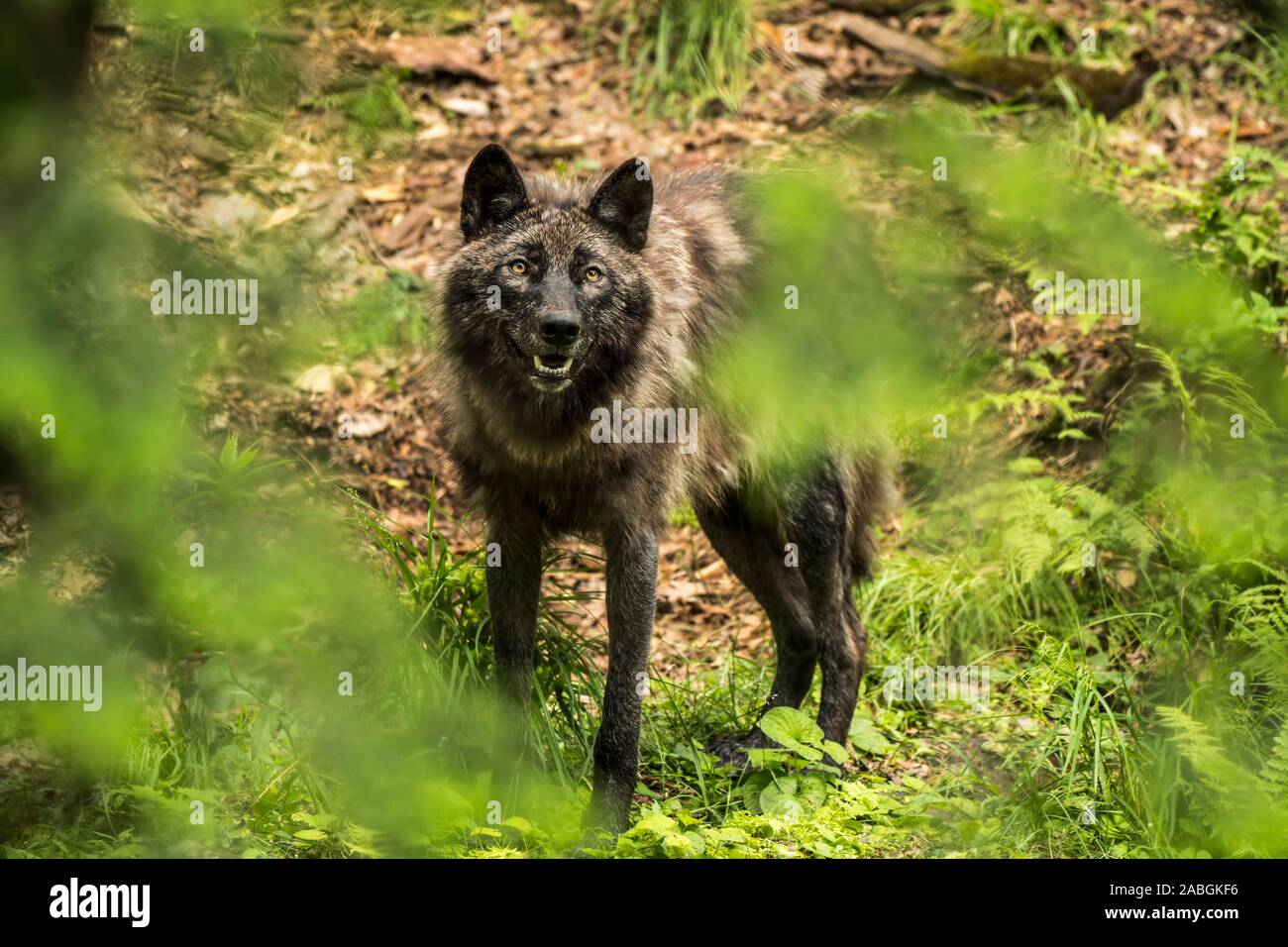 A lone Black Wolf standing and looking forward. A frame of out of focus green leaves surround it ...