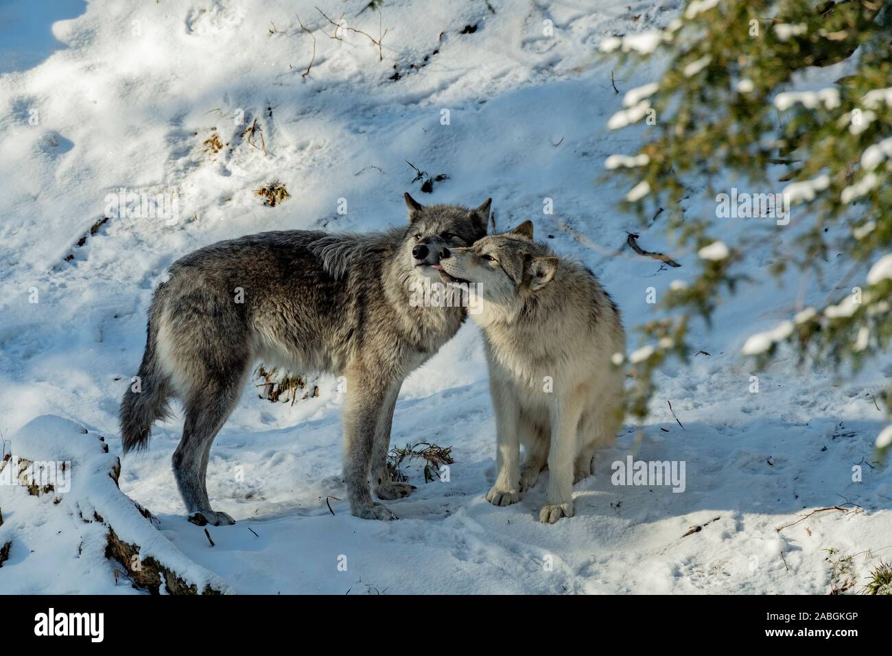 Black wolves hi-res stock photography and images - Alamy
