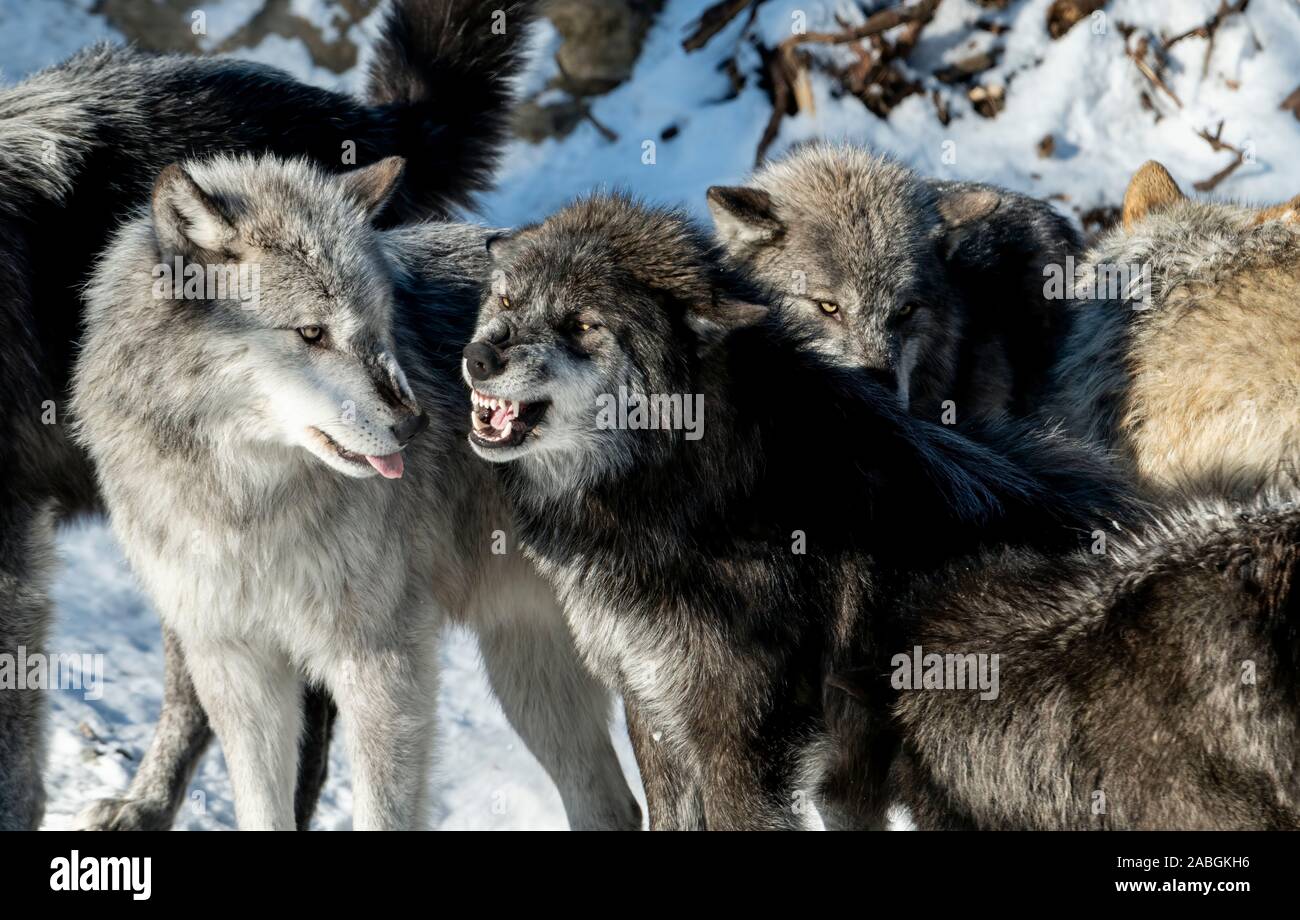 Snarling timber wolf canis lupus hi-res stock photography and images ...