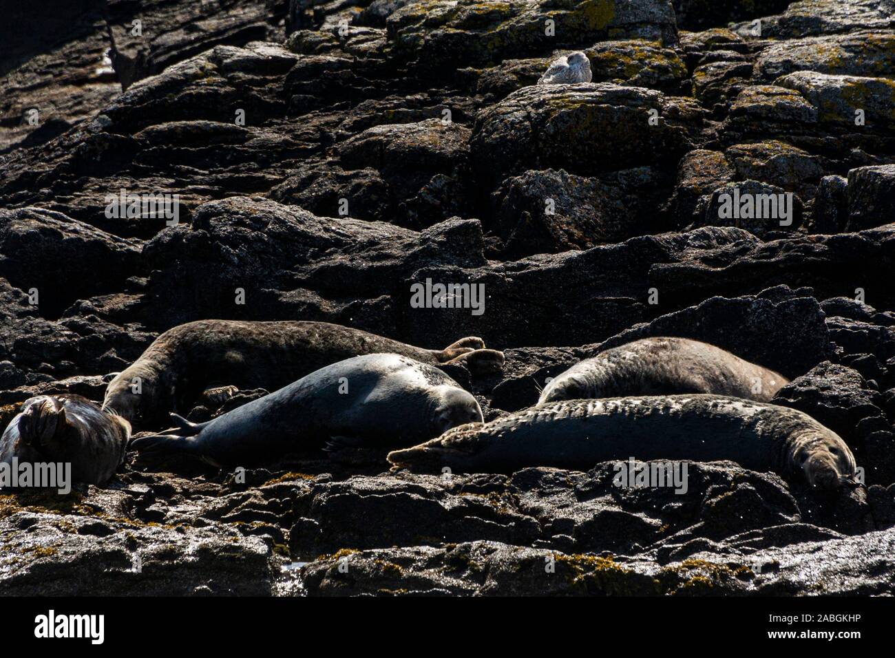 Grey seals (Halichoerus grypus) on rocks of the Eastern Isles in the ...
