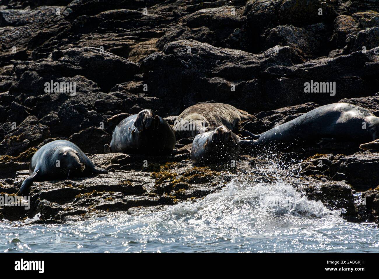 Grey seals (Halichoerus grypus) on rocks of the Eastern Isles in the ...