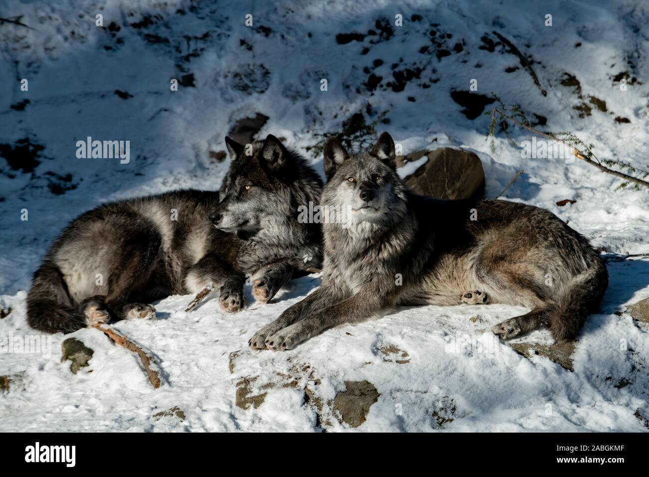 Black wolves hi-res stock photography and images - Alamy