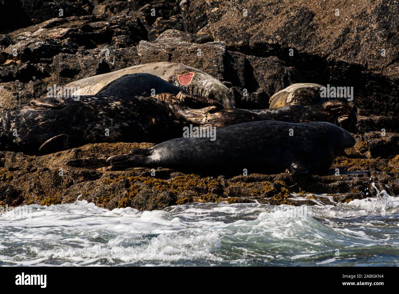 Grey seals (Halichoerus grypus) on rocks of the Eastern Isles in the ...