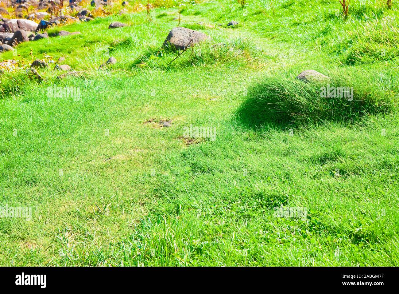 Green irish wild grass field background in summer season (Ireland ...