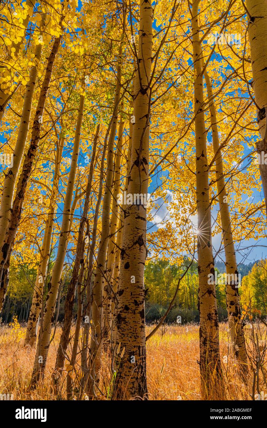 Aspen Leaves Changing in Golden Gate Canyon State Park Stock Photo - Alamy