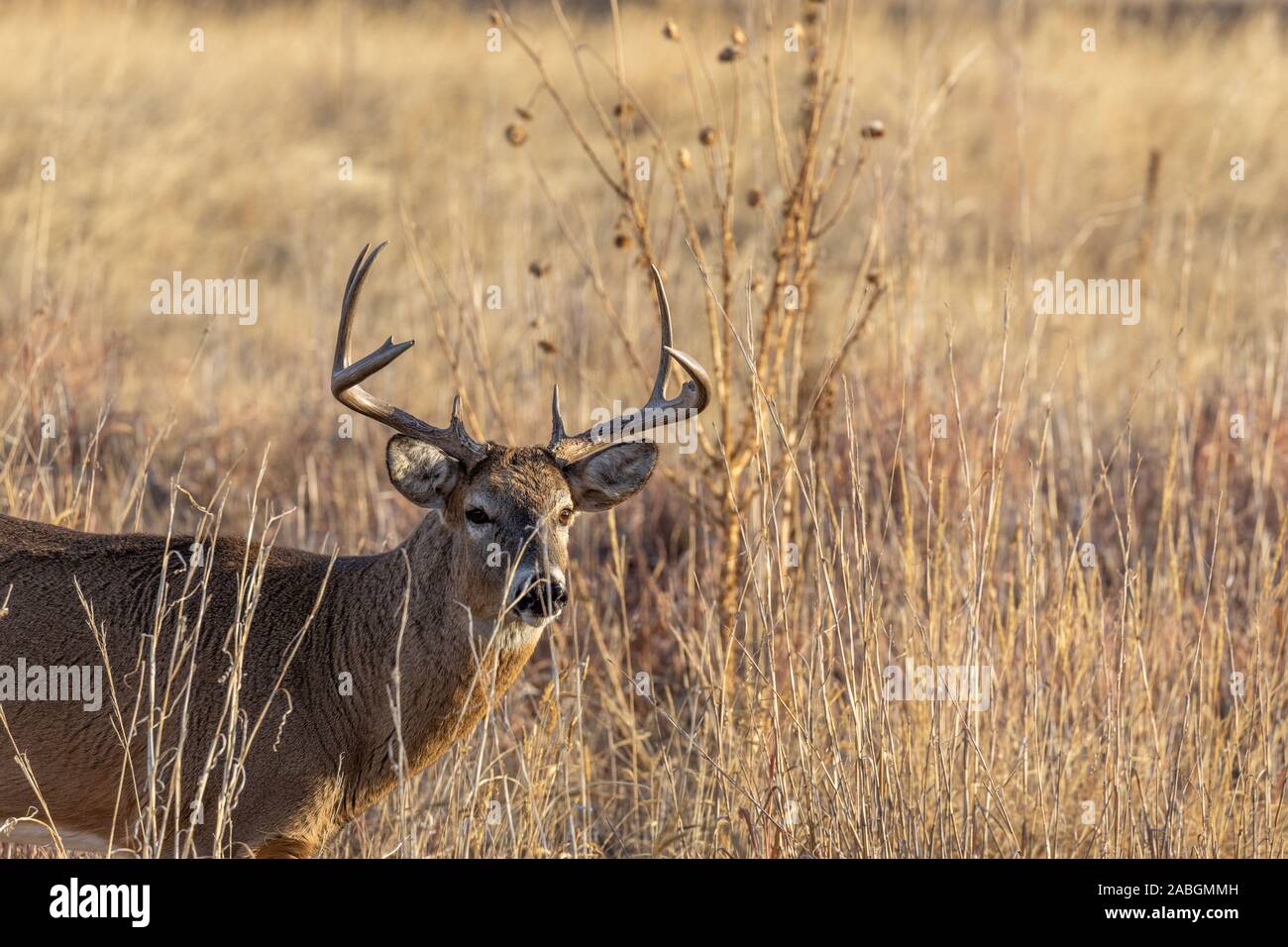 Whitetail Deer Buck in Colorado in Fall Stock Photo - Alamy