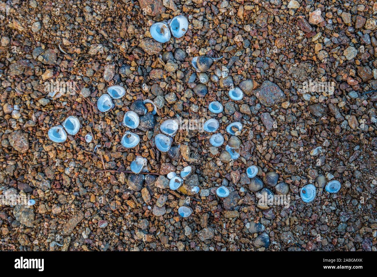 Freshwater clam mussel shell hi-res stock photography and images - Alamy