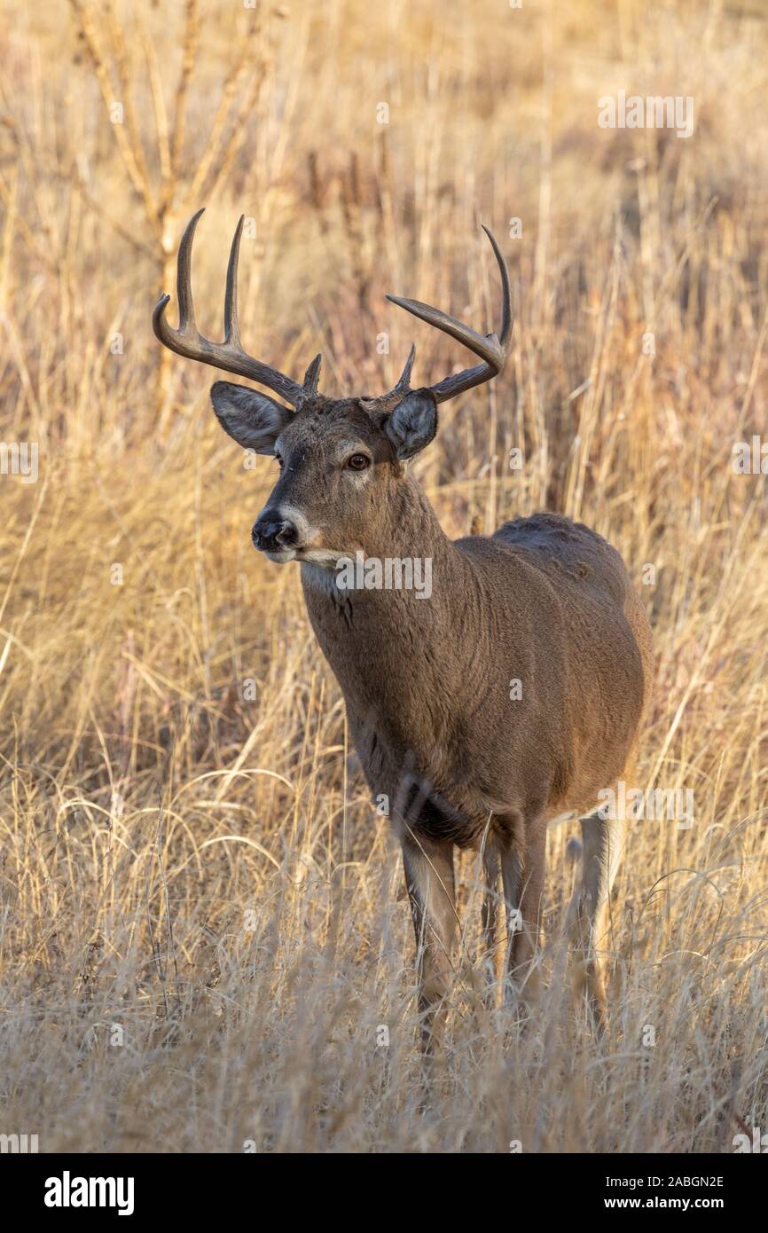 Whitetail Deer Buck in Colorado in Fall Stock Photo - Alamy