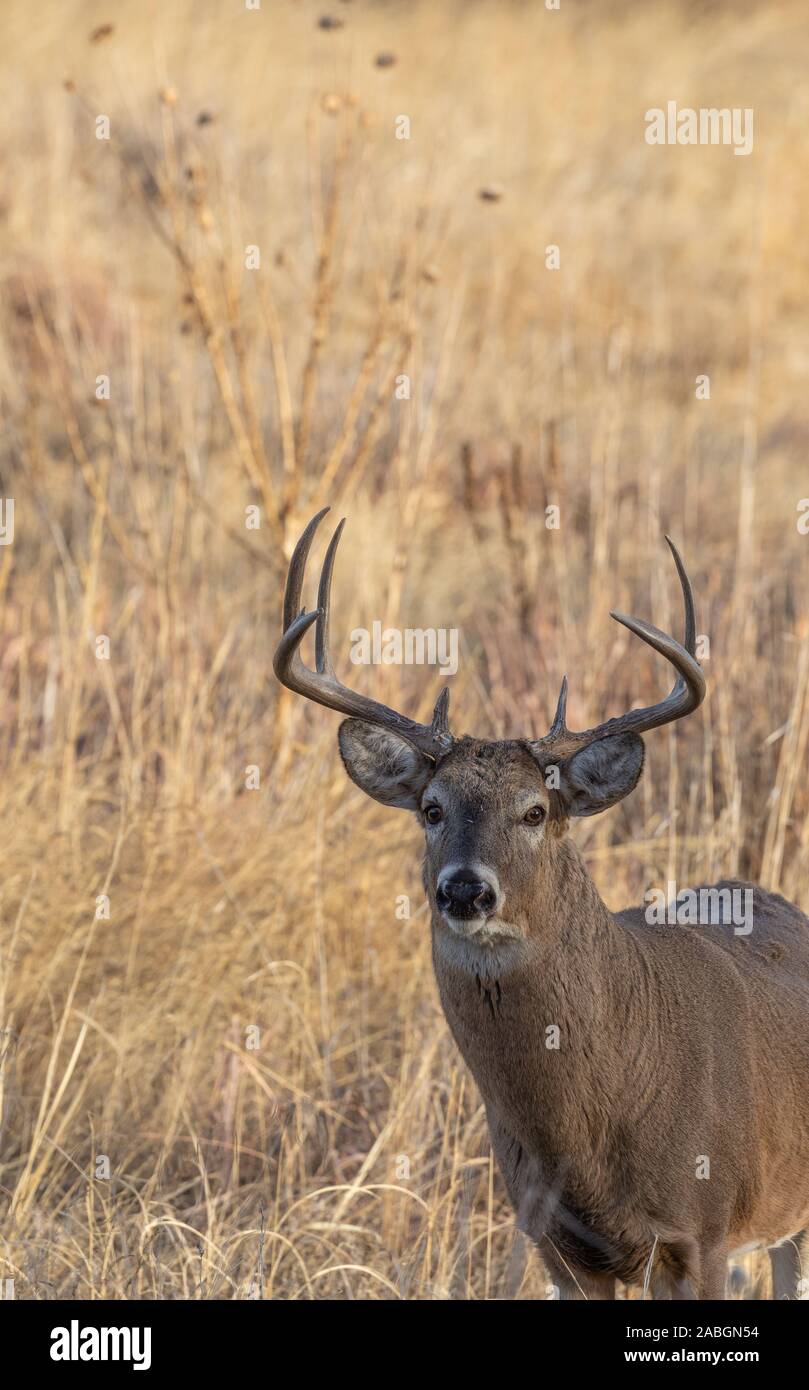 Whitetail Deer Buck in Colorado in Fall Stock Photo - Alamy