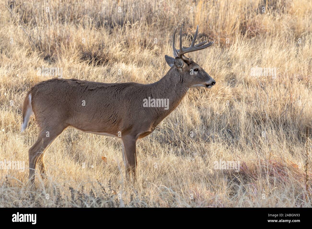 Whitetail Deer Buck in Colorado in Fall Stock Photo - Alamy