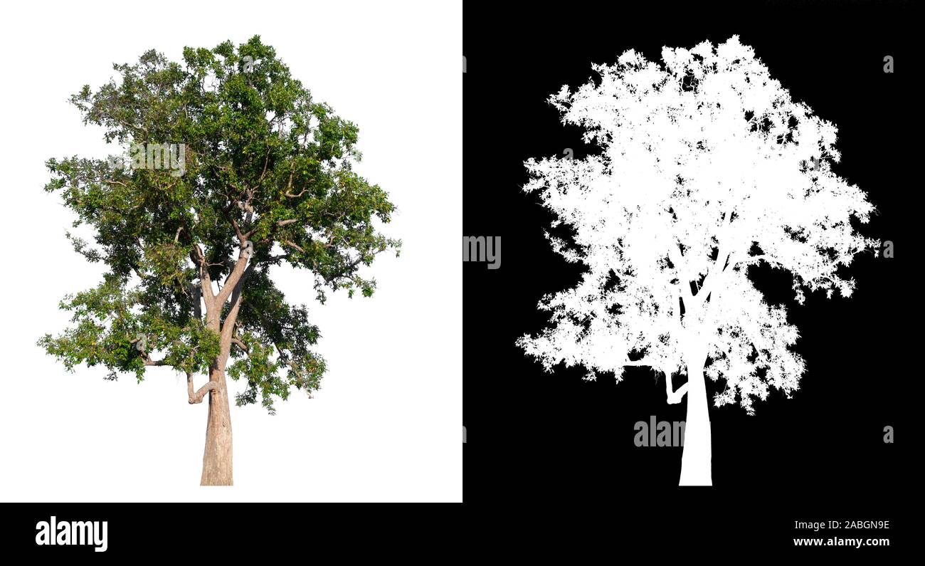 isolated tree on white background with clipping path Stock Photo - Alamy