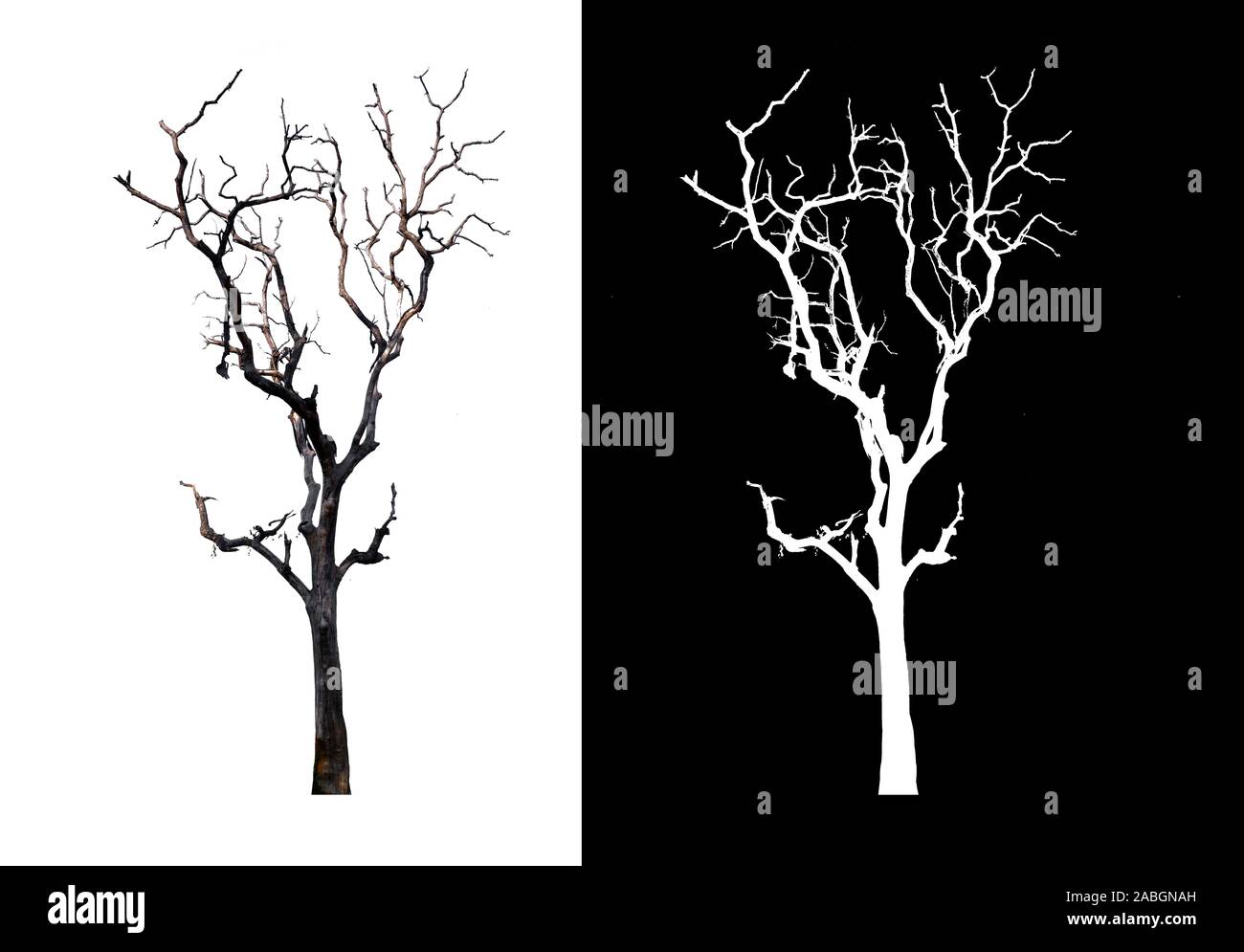 isolated death tree on white background and alpha channel Stock Photo ...