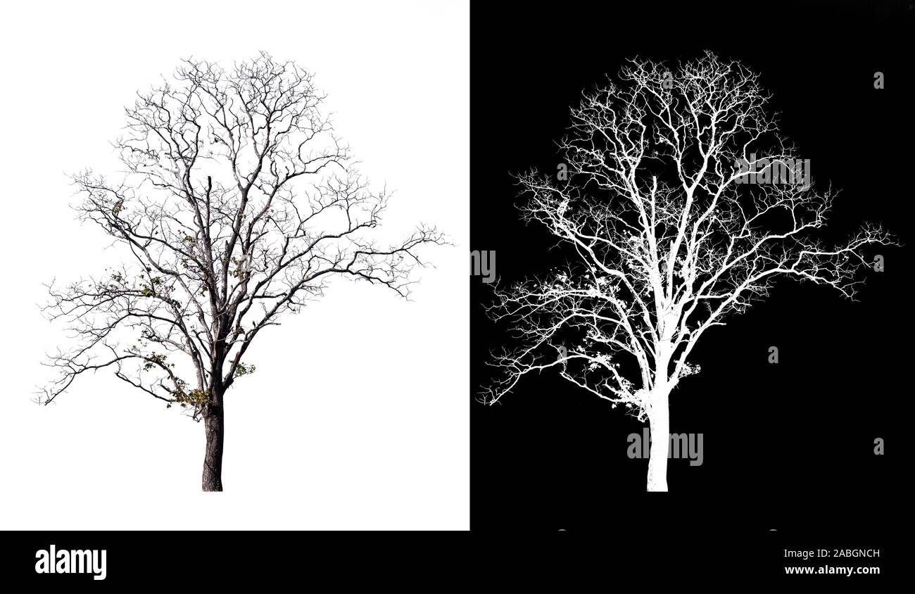 isolated death tree on white background and alpha channel Stock Photo ...