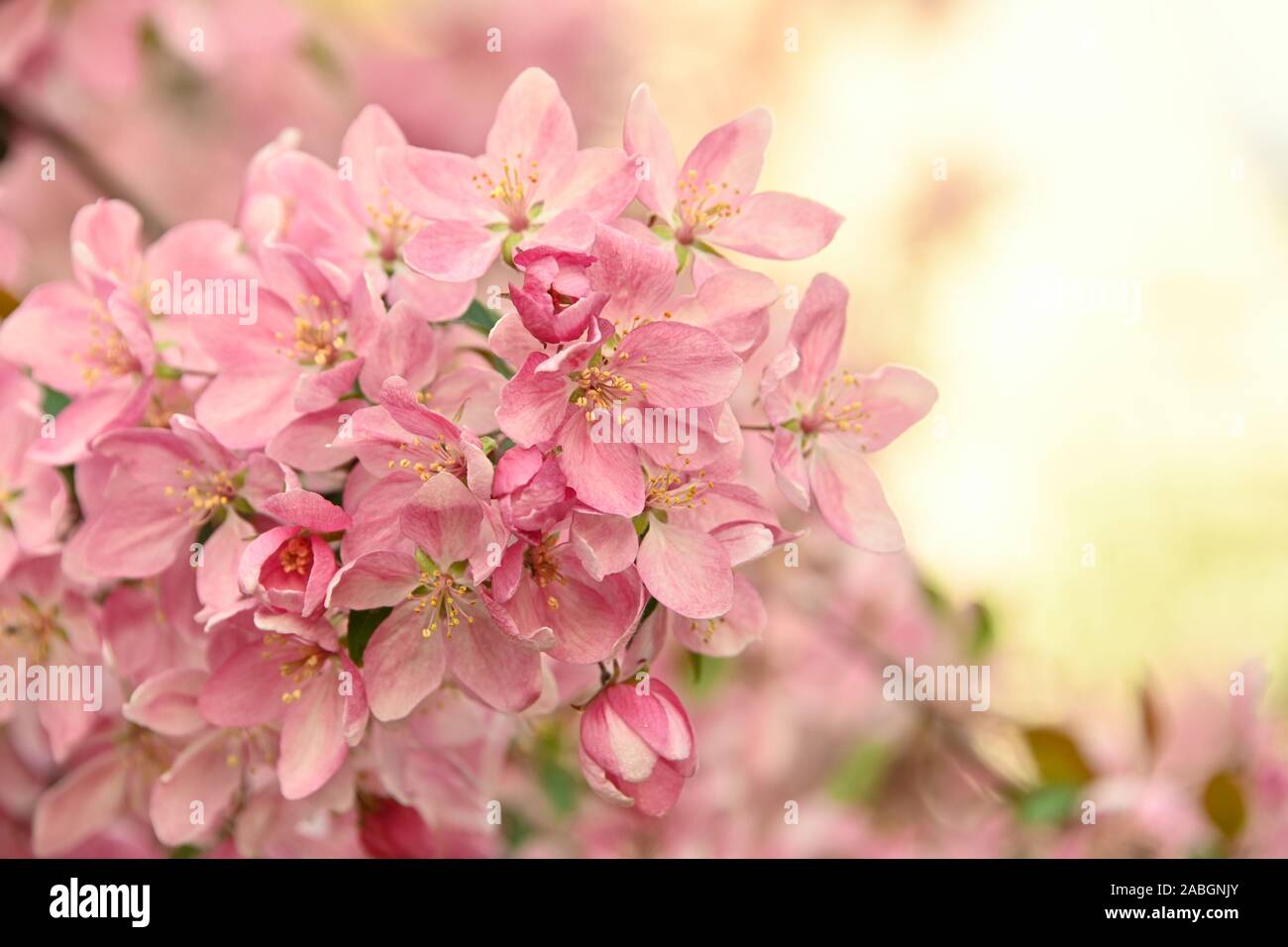 Close up pink Asian wild crabapple tree blossom with leaves over green ...