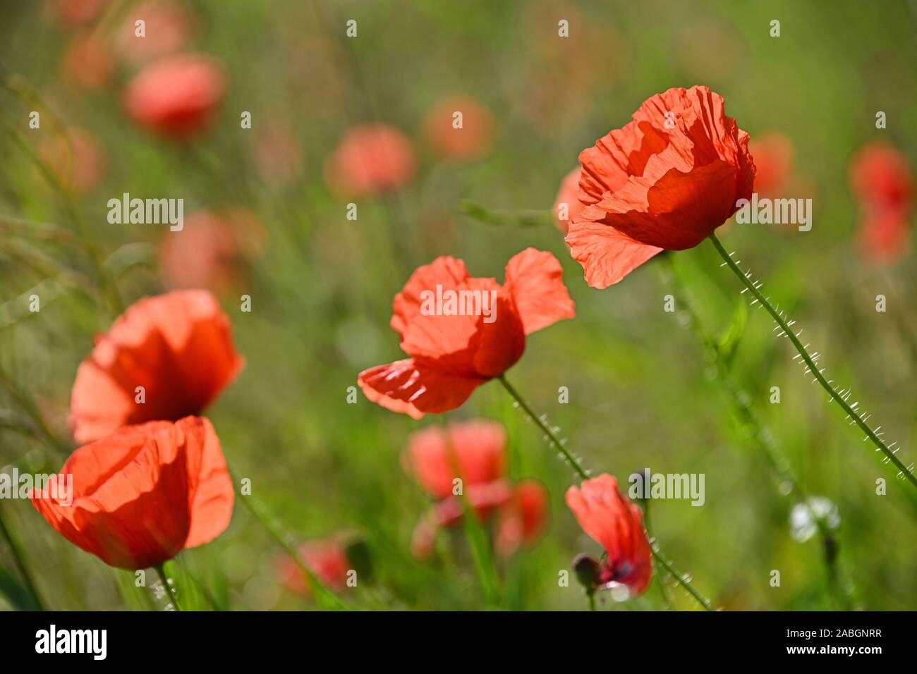 Close up backlit red poppy flowers in green field, lsunset golden hour ...