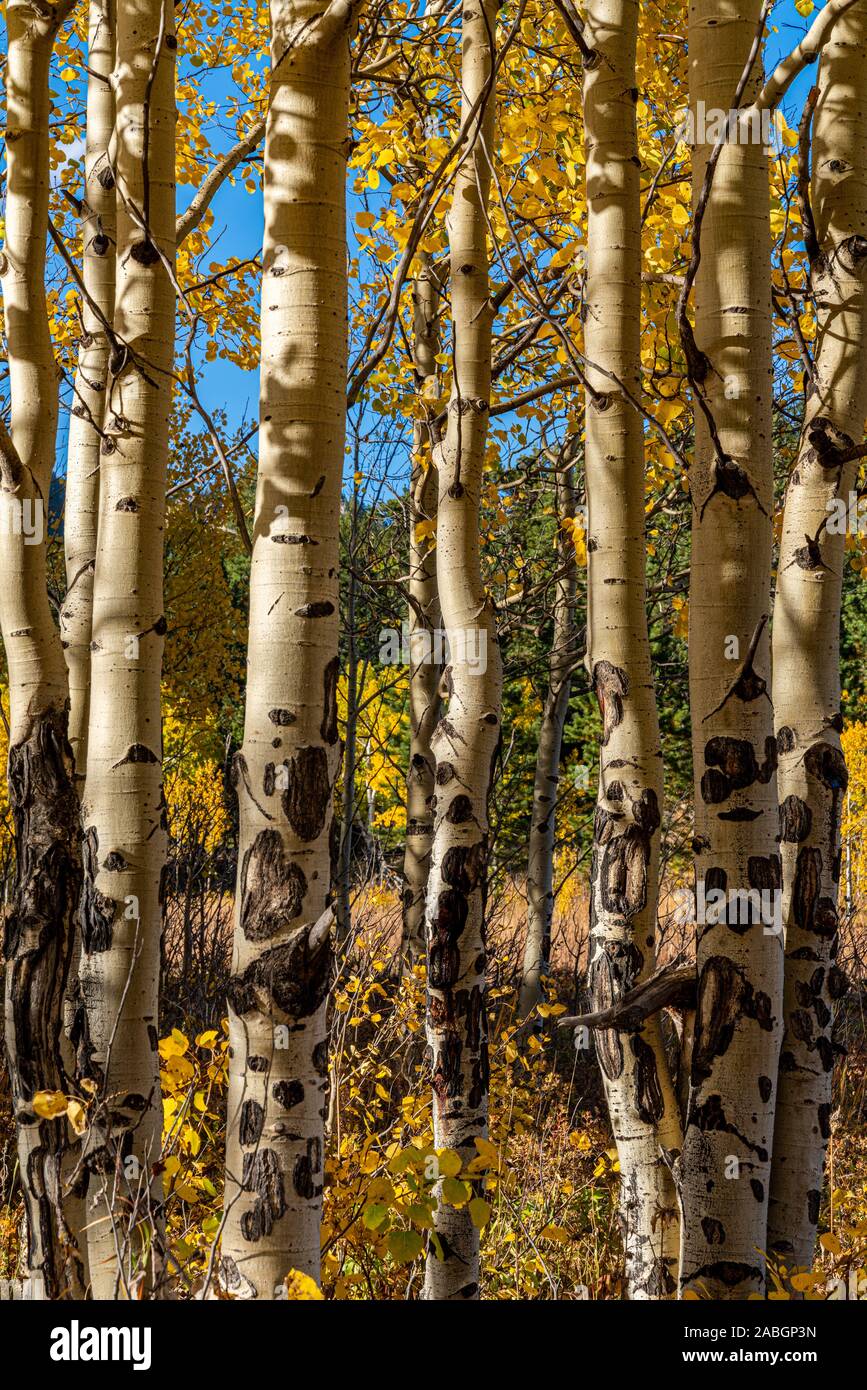 Aspen Leaves Changing in Golden Gate Canyon State Park Stock Photo - Alamy