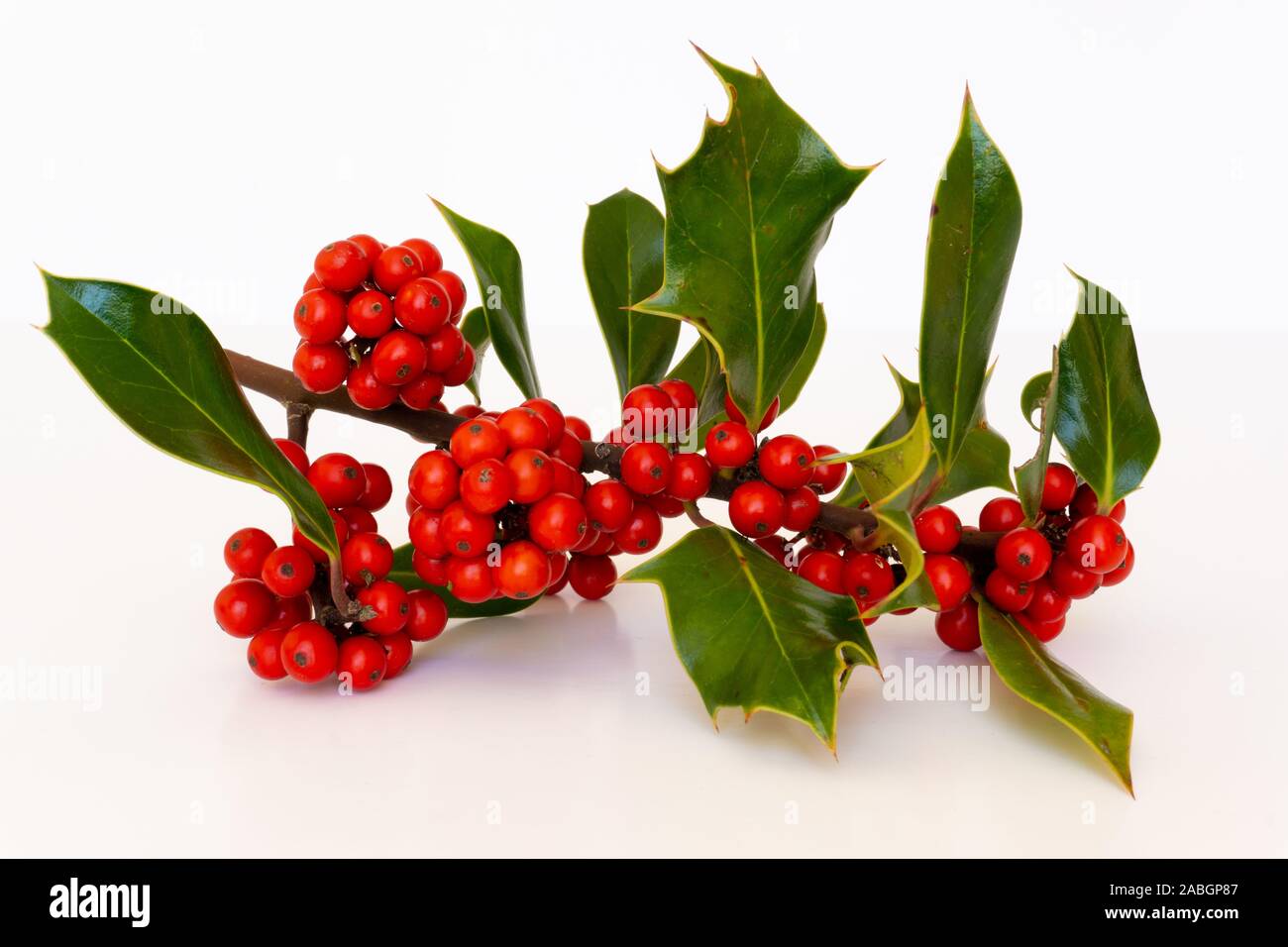 Festive holly hi-res stock photography and images - Alamy