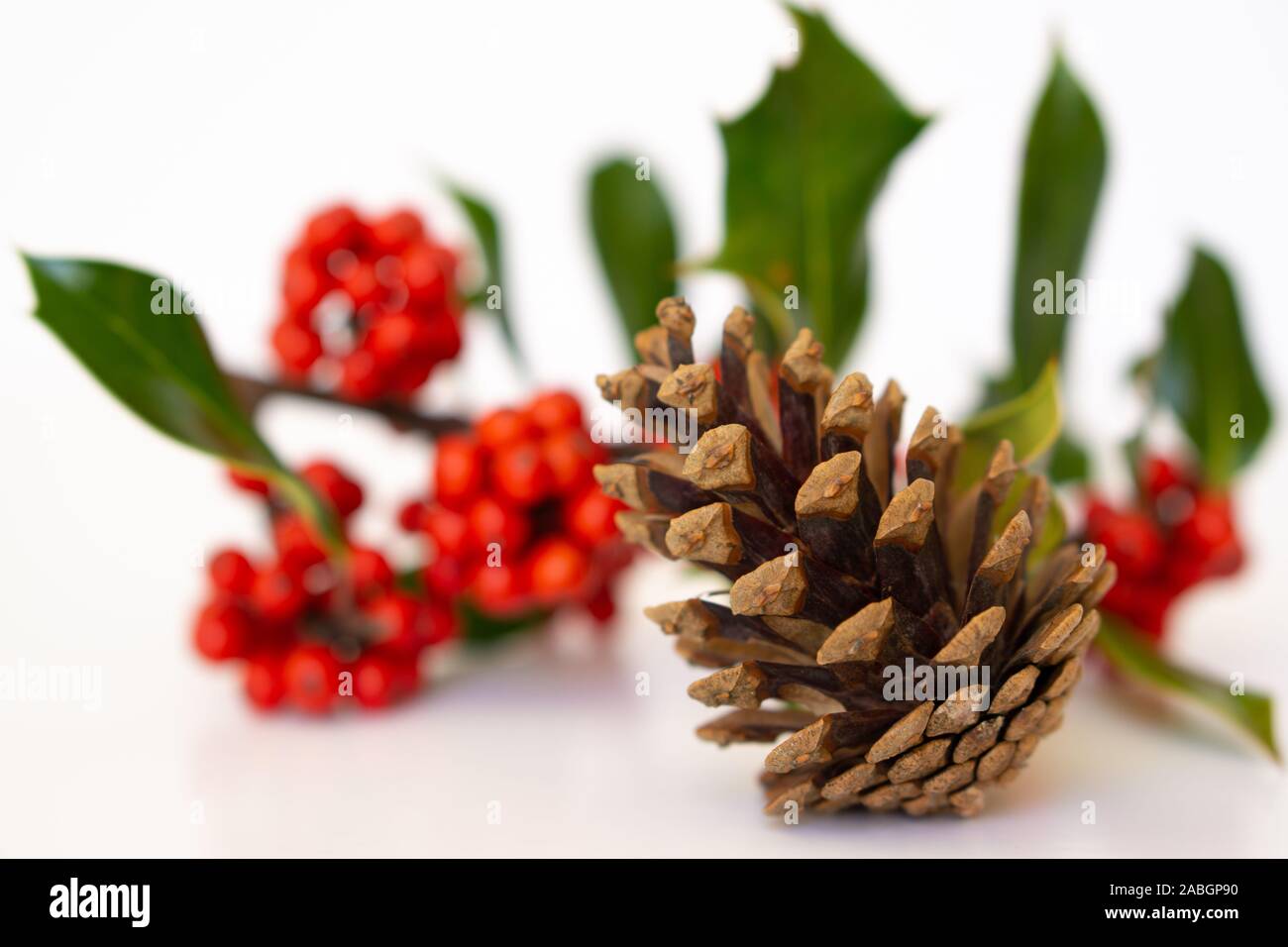 Holly cone hi-res stock photography and images - Alamy