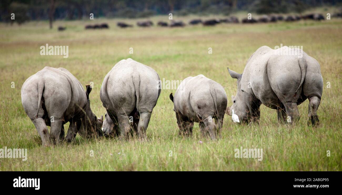 Four rhinos walk in the savannah along with a Western Cattke Egret ...