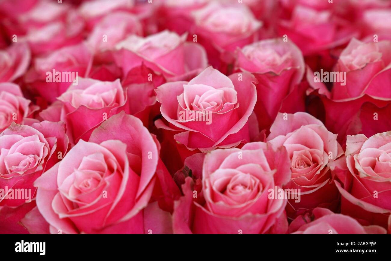 Close up background of coral pink fresh rose flowers, high angle view ...