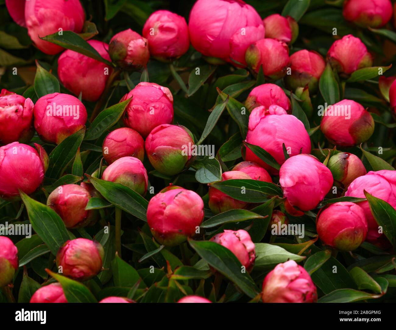 Close up background of fresh pink peony flowers with green leaves on ...