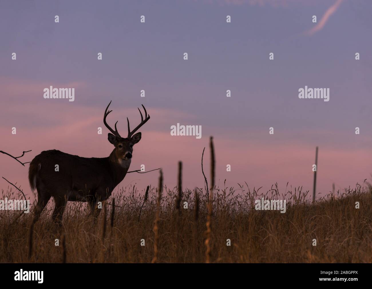 Whitetail Deer Buck in Colorado in Fall Stock Photo - Alamy