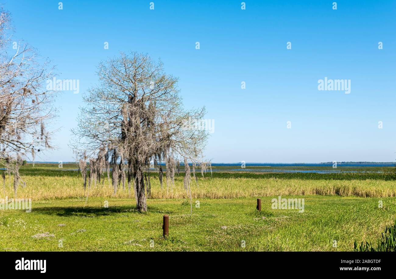 Moss draped tree hi-res stock photography and images - Alamy