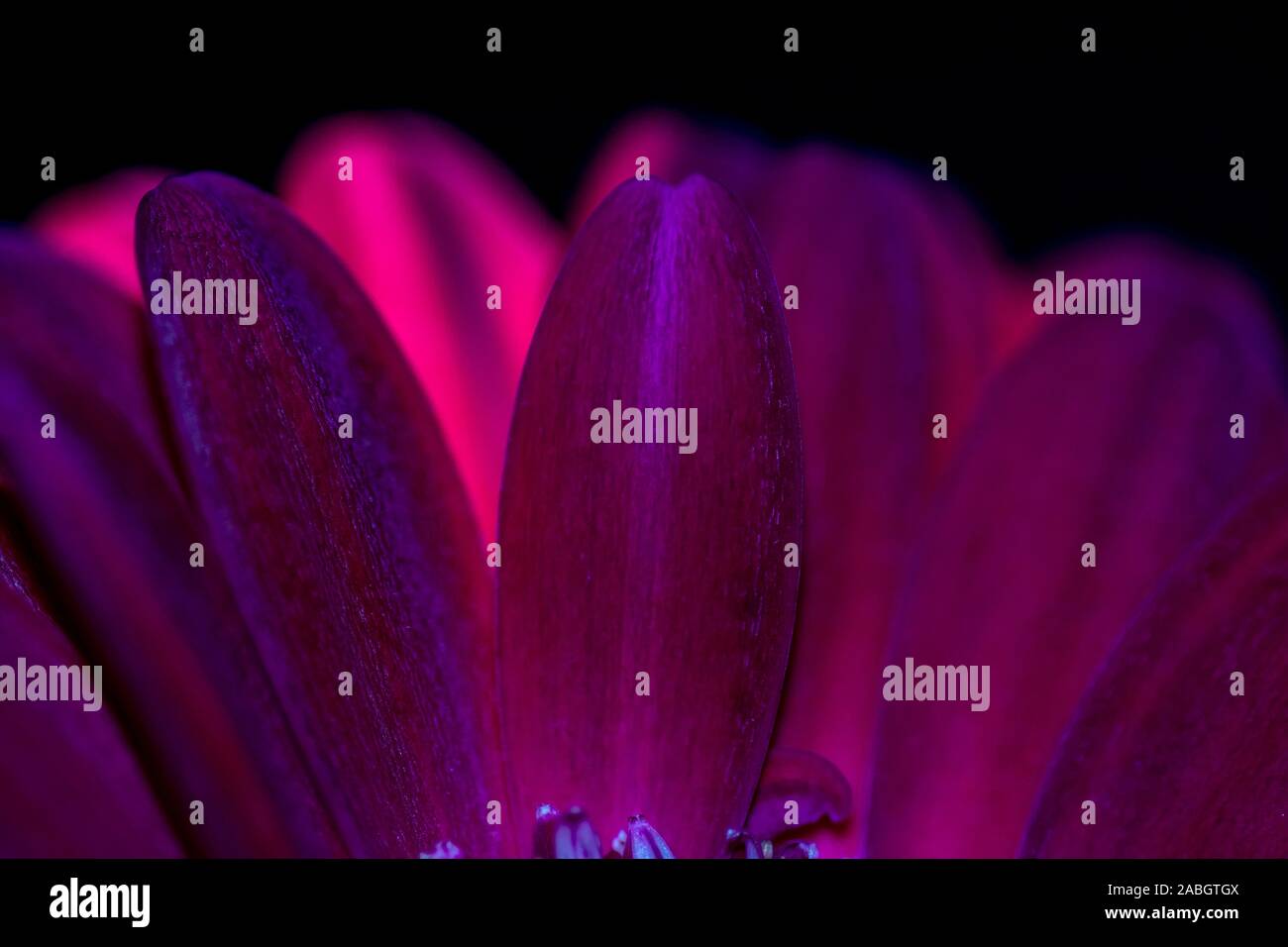 Purple Stigma High Resolution Stock Photography and Images - Alamy