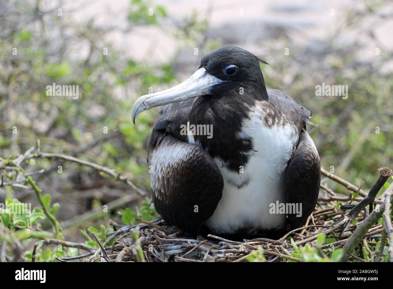 Magnificent frigate bird female hi-res stock photography and images - Alamy