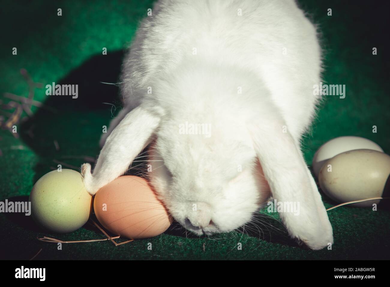 Real easter bunny delivering the easter eggs Stock Photo - Alamy