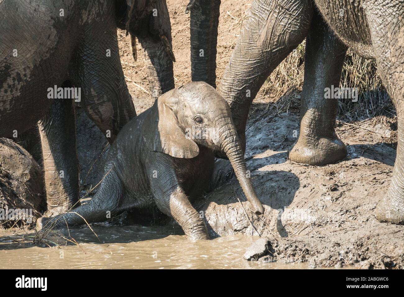 Elephant in mud hole hi-res stock photography and images - Alamy