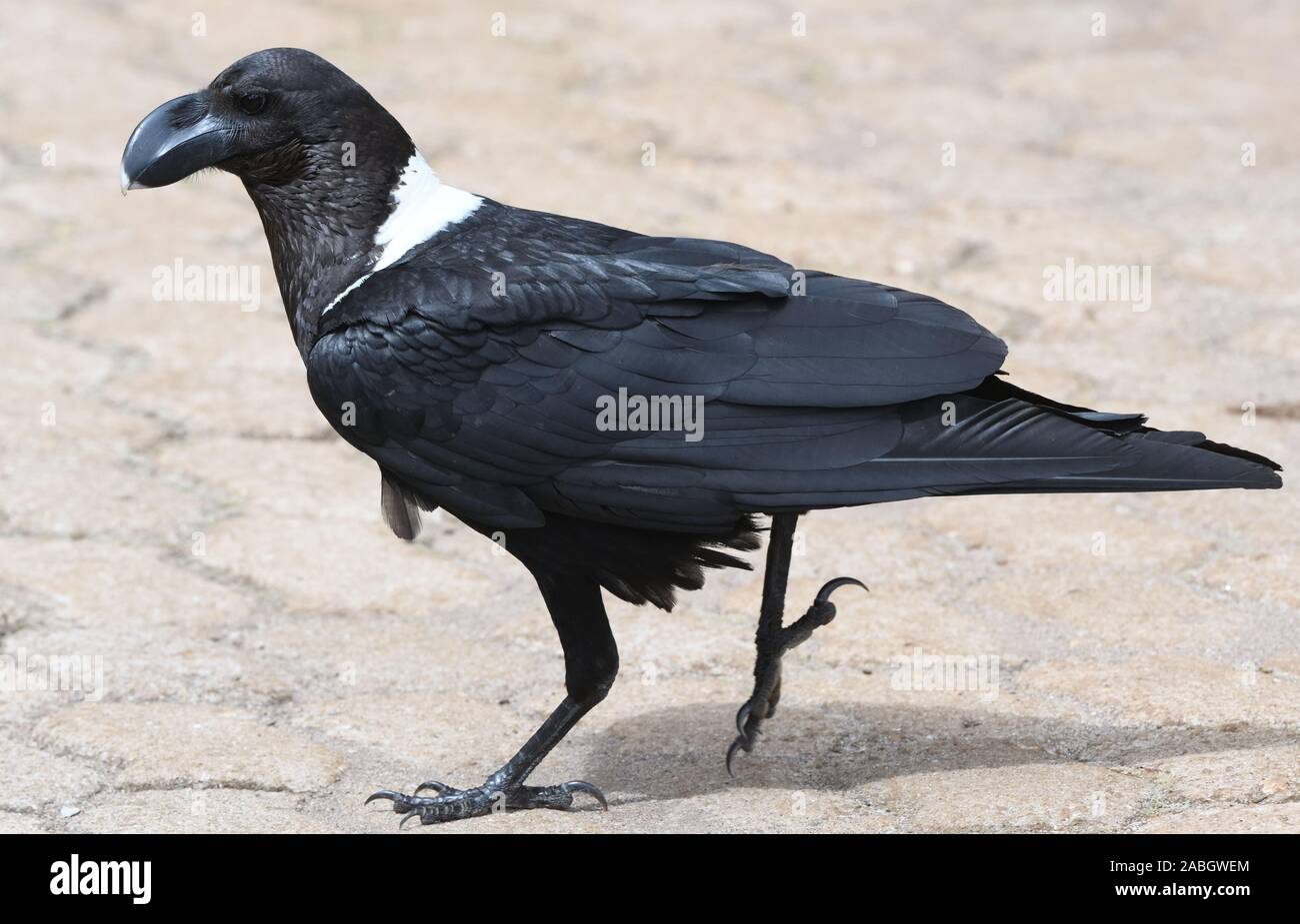 African white necked raven hi-res stock photography and images - Alamy