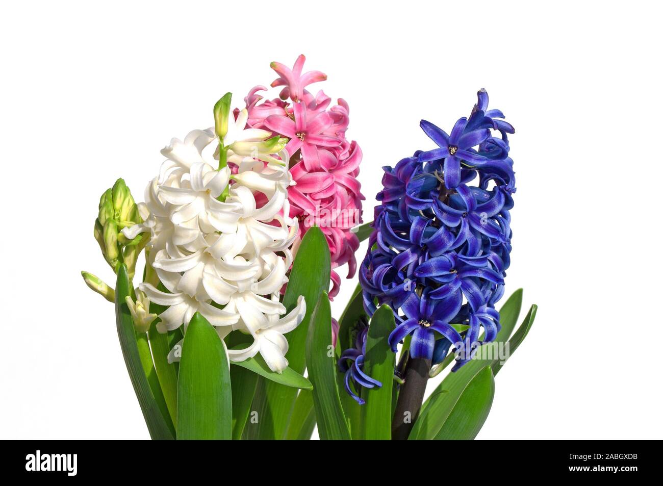 Colorful hyacinths isolated against white background Stock Photo - Alamy