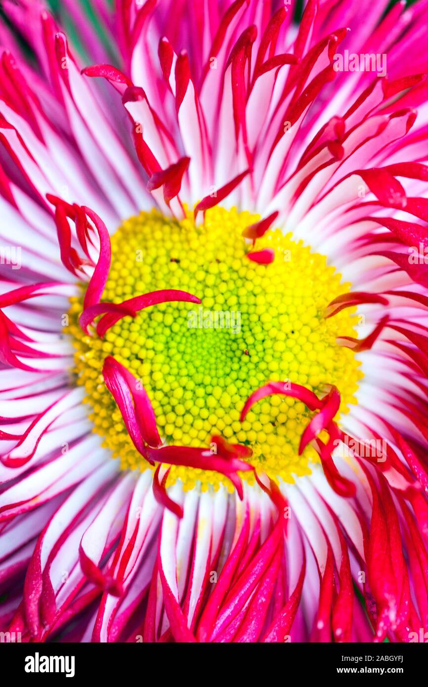 Red English daisy close up flower Stock Photo - Alamy