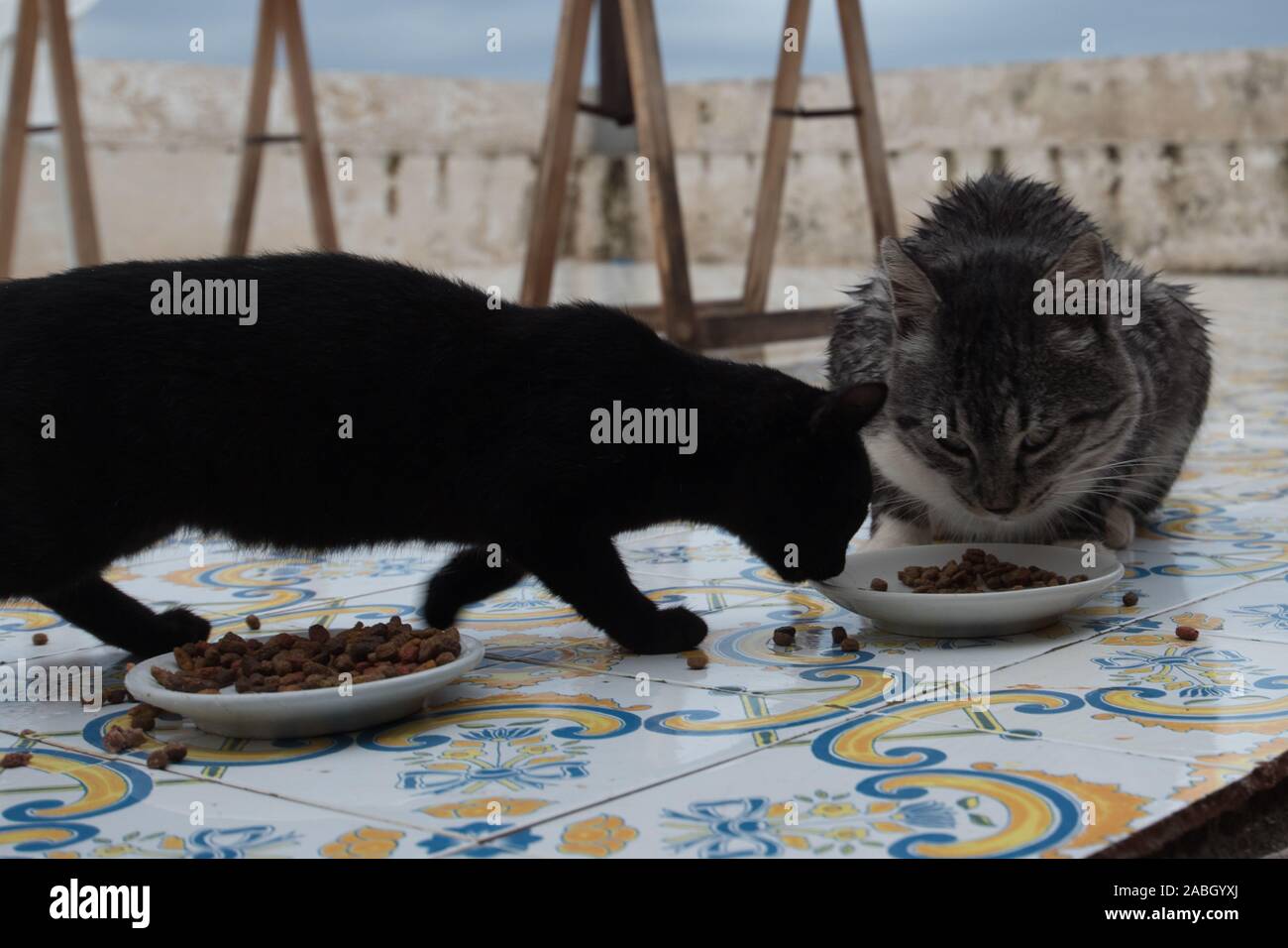 Cats eating from a bowl Stock Photo - Alamy