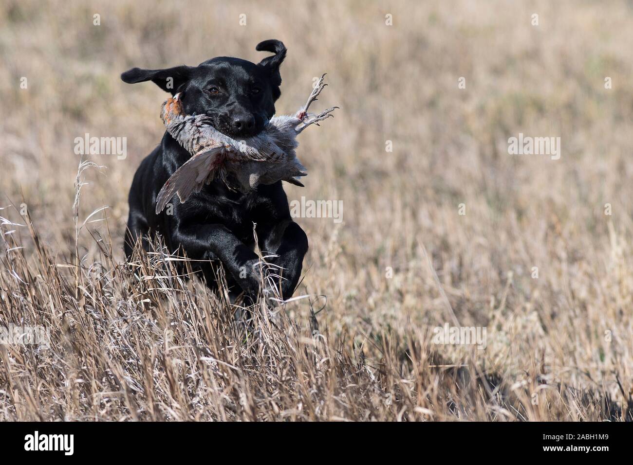 Black labs hi-res stock photography and images - Alamy