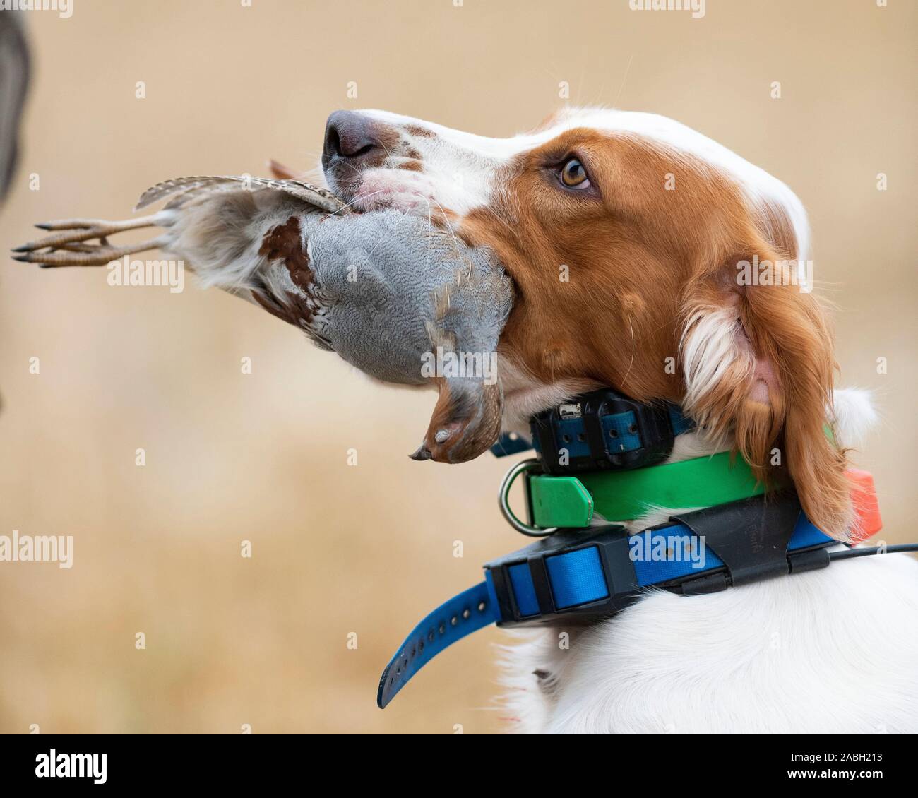 English Setters with Huns Stock Photo - Alamy