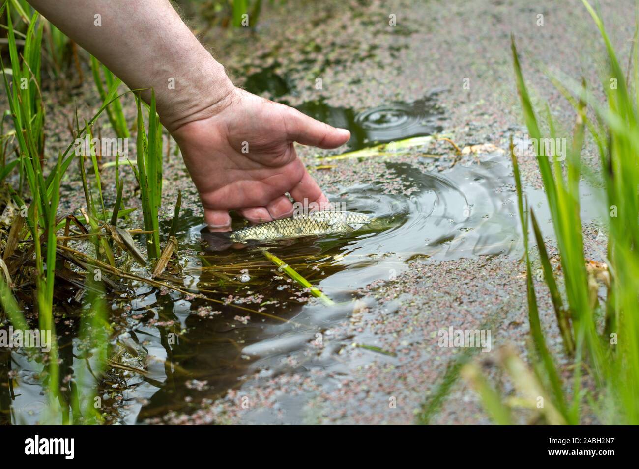 Hand holding an algae hi-res stock photography and images - Alamy