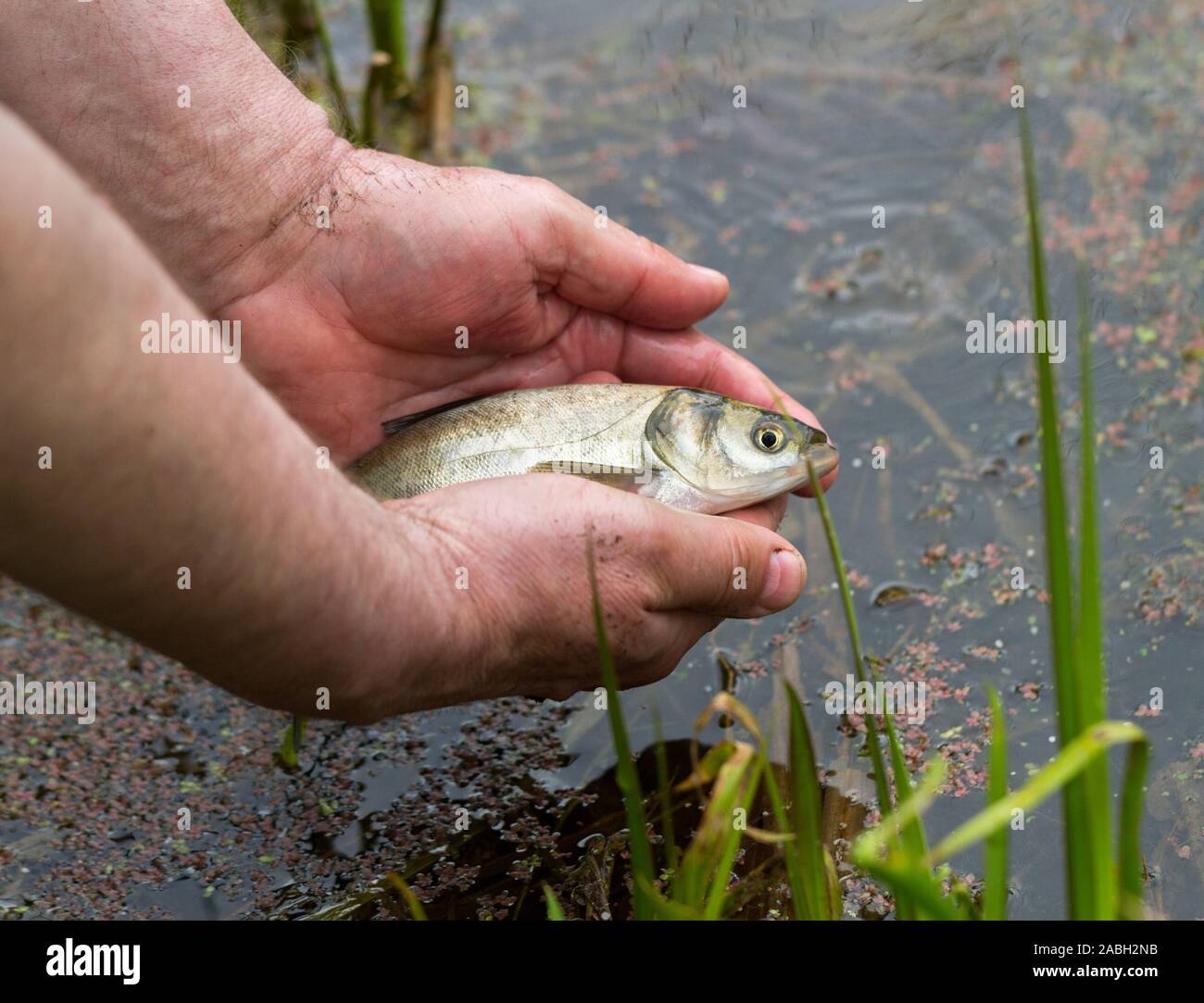 Man release an alive fish to the lake with algae Stock Photo - Alamy