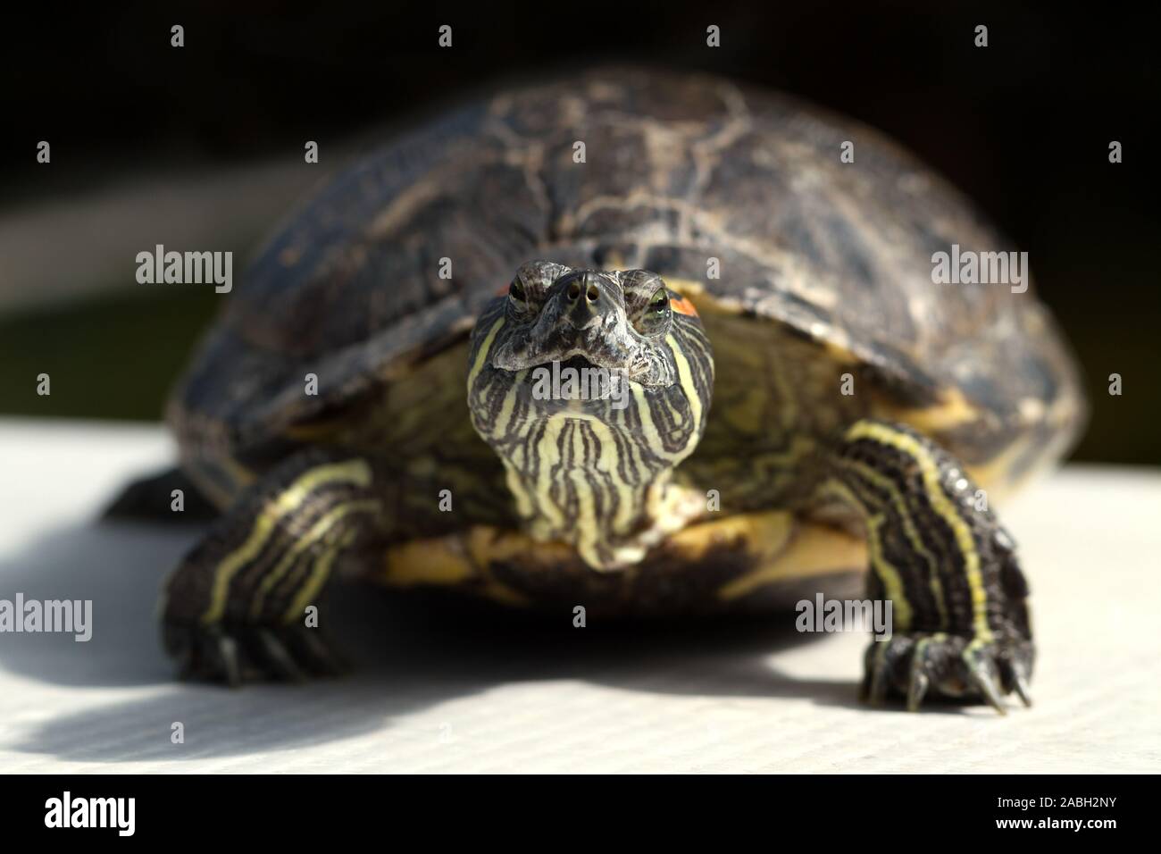 Big turtle on the grey surface Stock Photo - Alamy