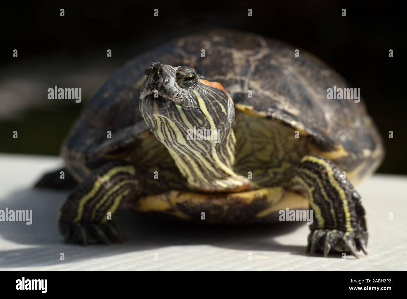 Big plastic turtle hi-res stock photography and images - Alamy