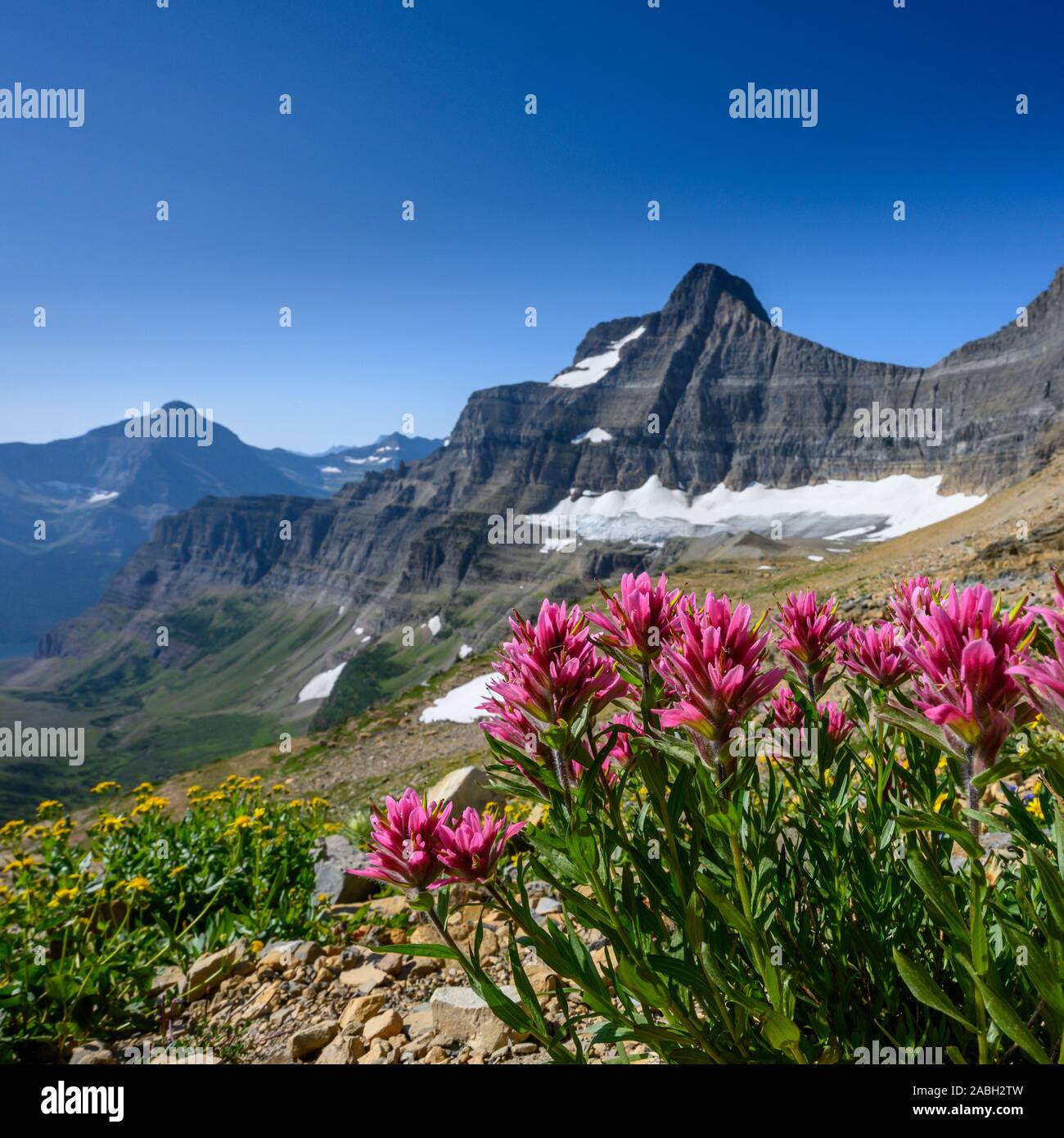 Indian paint brush flowers hi-res stock photography and images - Alamy