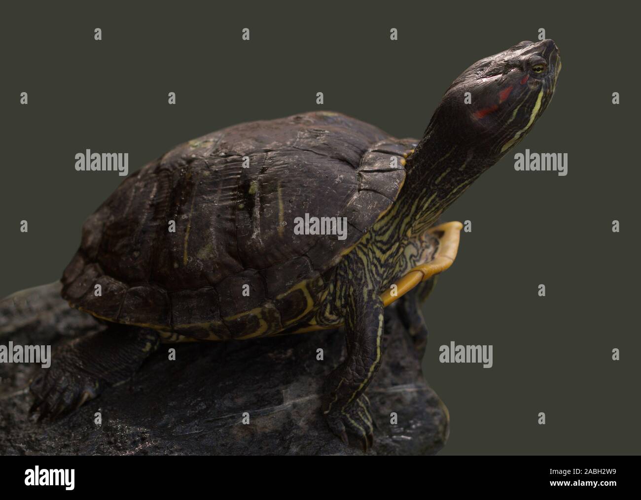 Big plastic turtle hi-res stock photography and images - Alamy