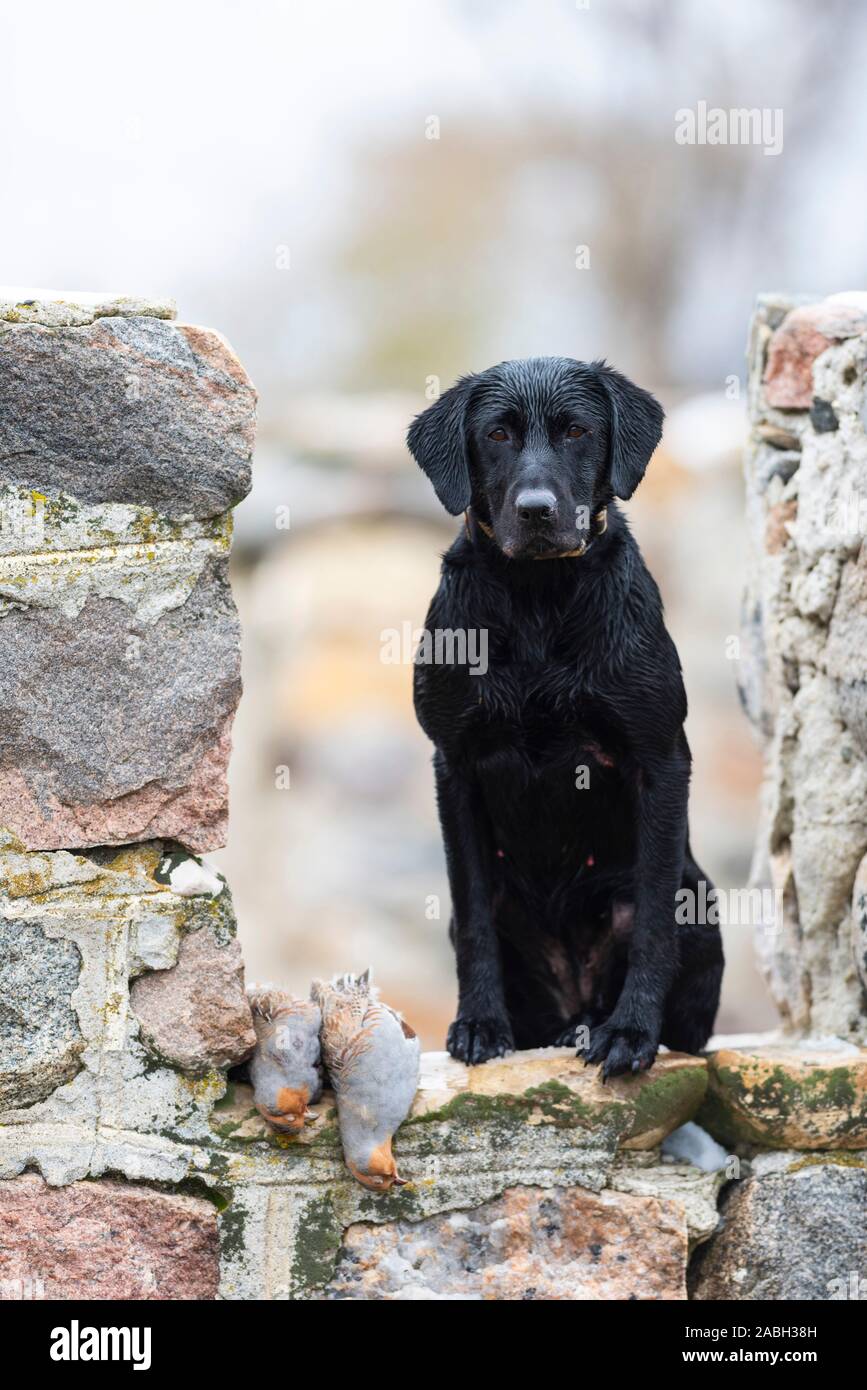 Black labs hi-res stock photography and images - Alamy