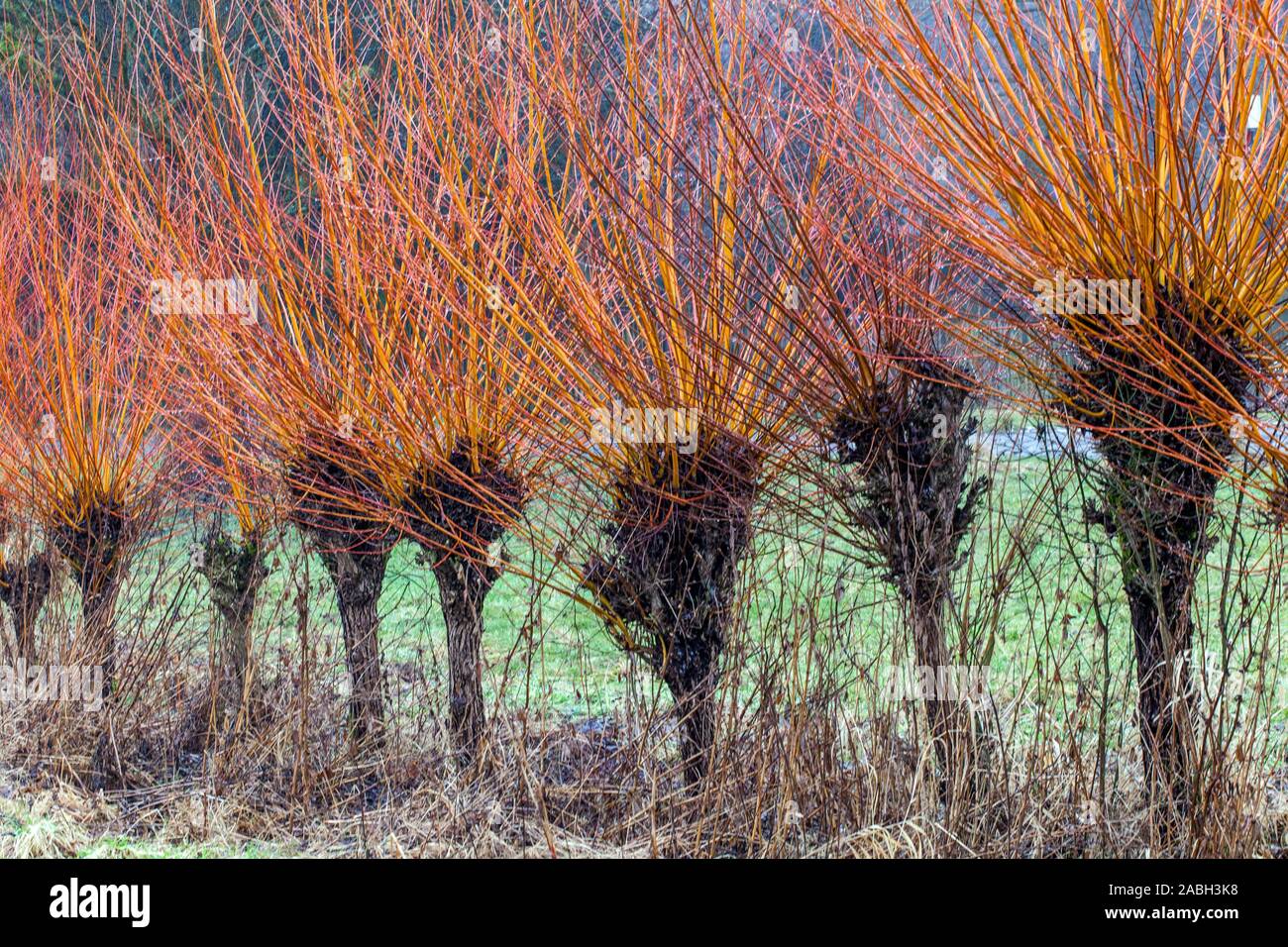 Osier tree hi-res stock photography and images - Alamy