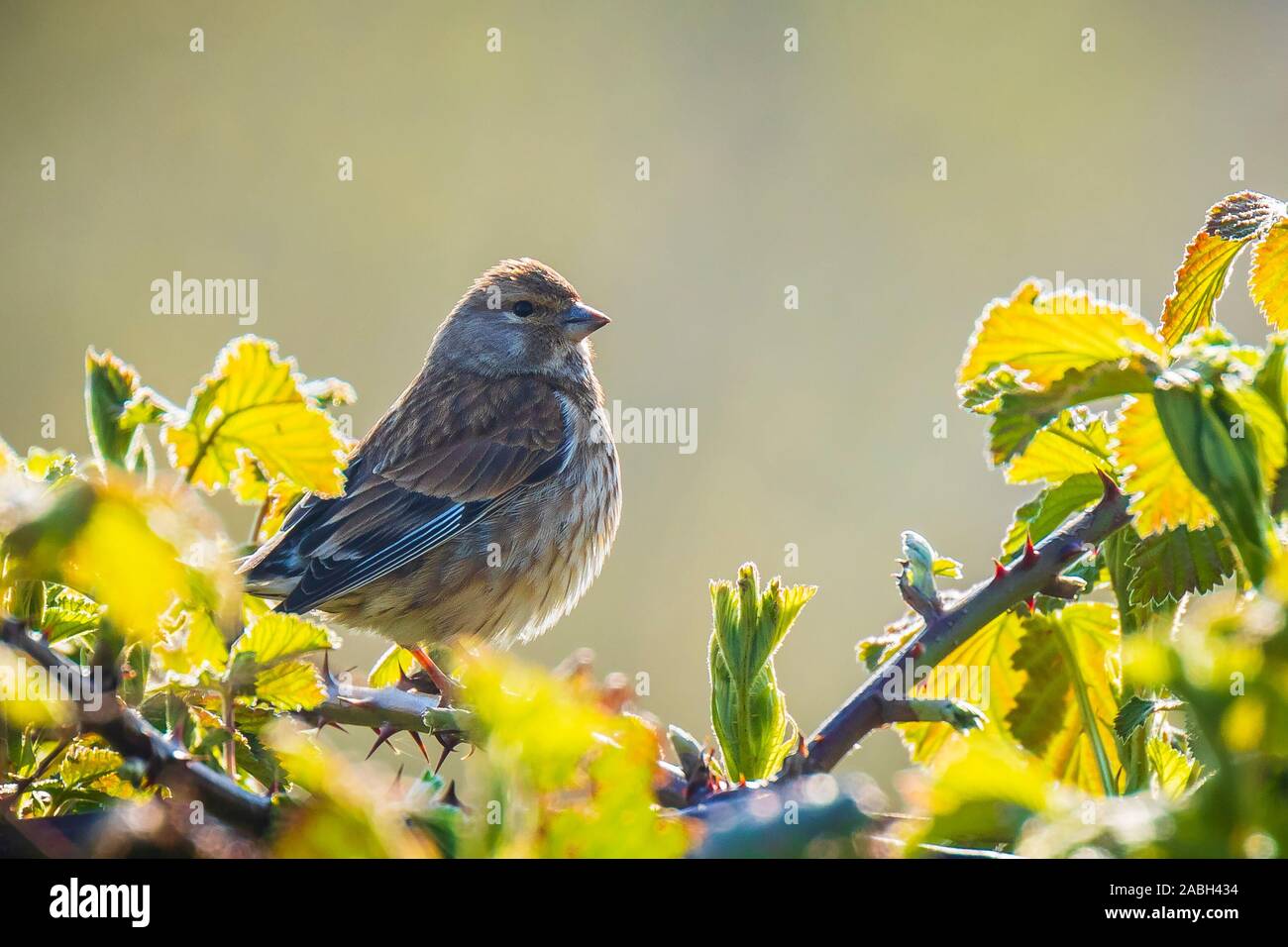 Linnet bird hi-res stock photography and images - Alamy