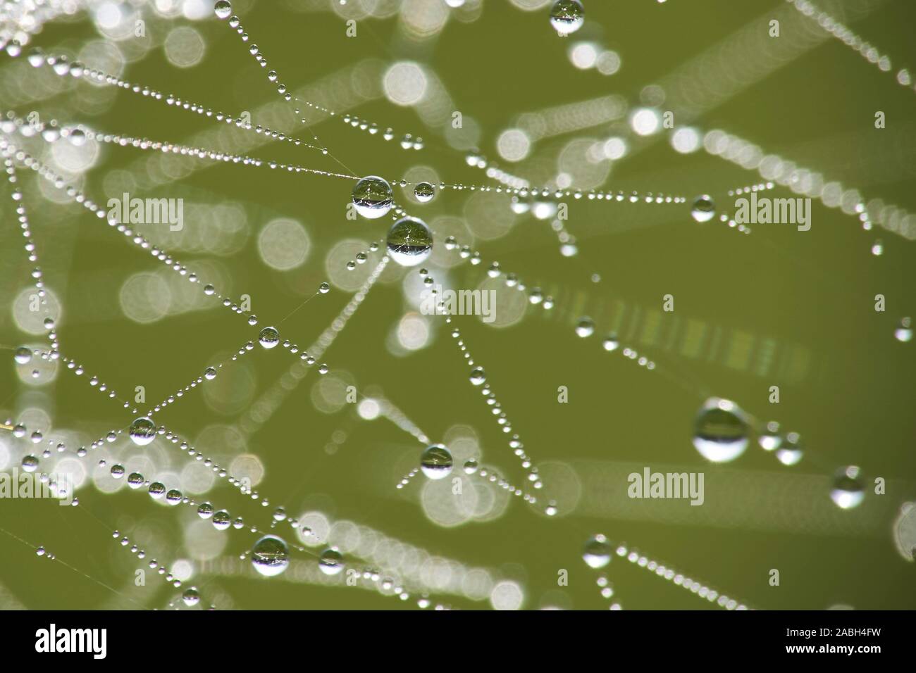 spiderweb with raindrops in the morning Stock Photo - Alamy